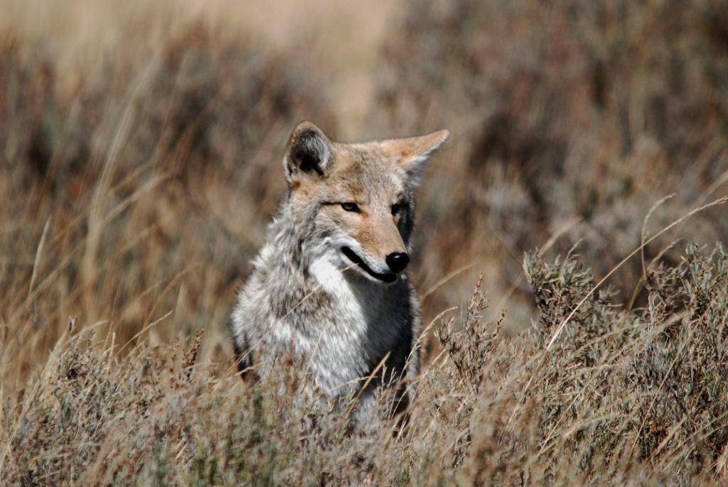 Coyote | Movement of Life